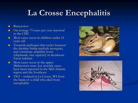 Ppt Viral Encephalitis Powerpoint Presentation Free Download Id 1267852