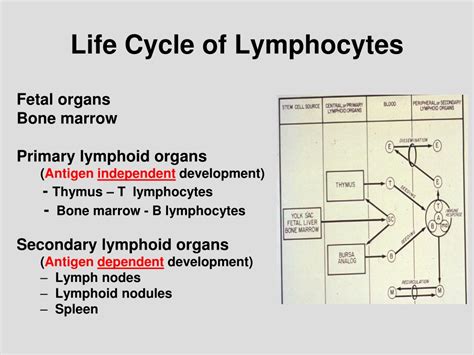 PPT Medical School Histology Basics Lymphoid System PowerPoint