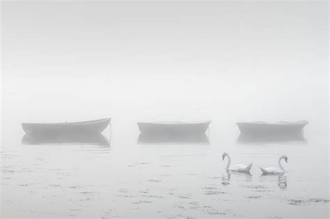 호수에서 노를 젓는 백조와 배경에 보트가있는 이른 아침 안개 0명에 대한 스톡 사진 및 기타 이미지 0명 3가지 개체