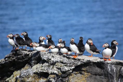 Hurcules Bilder Durchsuchen 26 392 Archivfotos Vektorgrafiken Und
