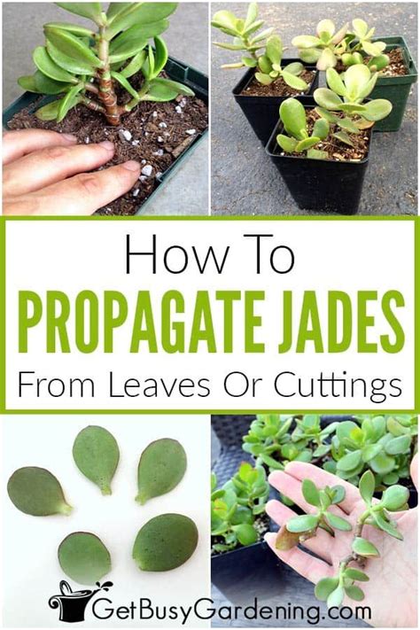 How To Propagate Jade Plant Cuttings Leaves Artofit