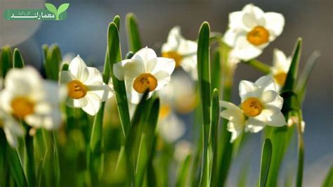 هر آنچه باید درباره گل نرگس بدانید