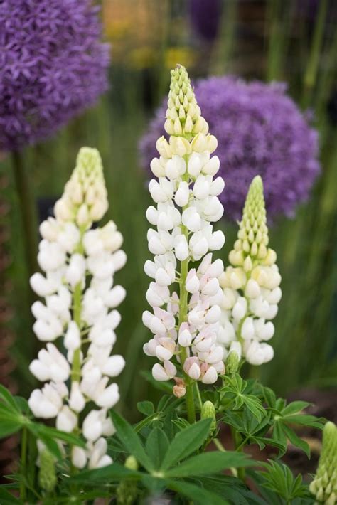 Lupinus Gallery White Gallery Series Lupin Gallery White