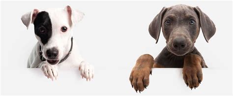 flexi – das Original vom Erfinder der flexi Hunde-Rolleinen