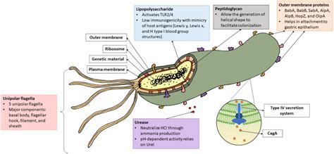 Helicobacter Pylori Definition Morphology Pathogenesis Treatment