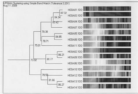Dendrogram Showing The Relation Among 11 Bacterial Isolates And