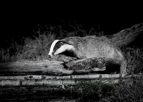 Karin Greevy Fortingall Art