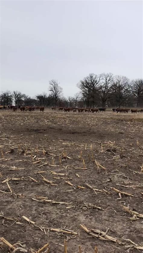 Lawrence Herefords Home Facebook