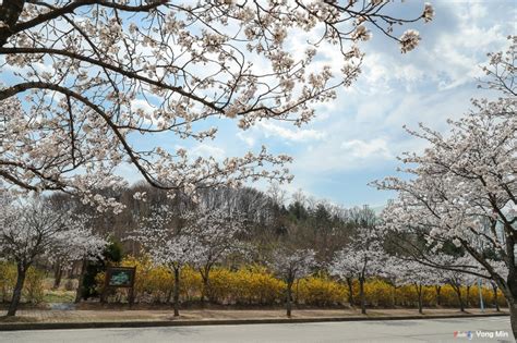 충주 벚꽃 명소 충주 건국대학교 벚꽃 나들이 네이버 블로그