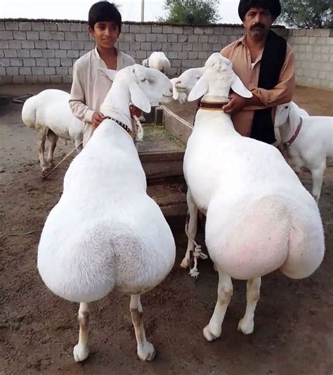 The Fat Tailed Sheep Found Across Pakistan And The Middle East These