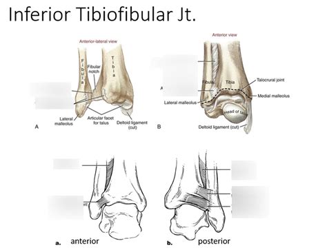 Exam 2 Tibiofibular Joint Diagram Quizlet