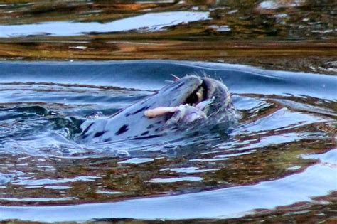 Harbor Seal Caught A Salmon At Whatcom Creek R Bellingham