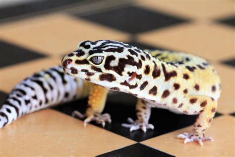 8 Surprisingly Adorable Reptiles That Might Steal Your Heart