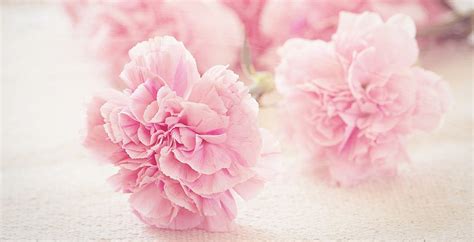 Ямар үед ямар цэцэг бэлэглэх вэ