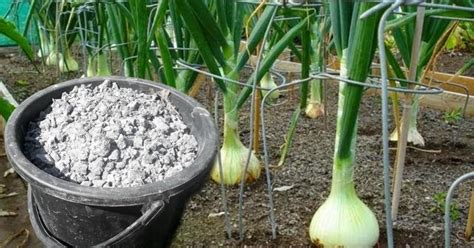 რა არ მოსწონს ხახვს სასუქი რომლებიც არ უნდა გამოიყენოთ ხახვის გამოსაკვებად გაზაფხულზე Popsugar