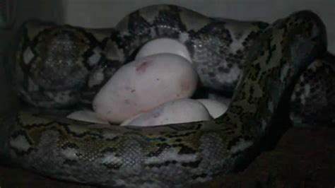 Super Dwarf Madu Reticulated Python Laying Eggs Youtube