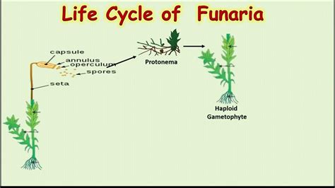 Life Cycle Of Funaria Youtube