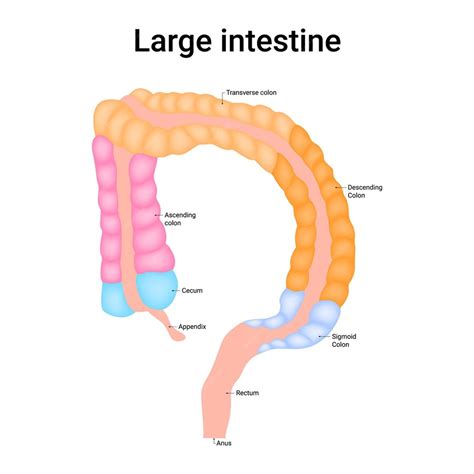Premium Vector Large Intestine Transverse Colon Descending Colon