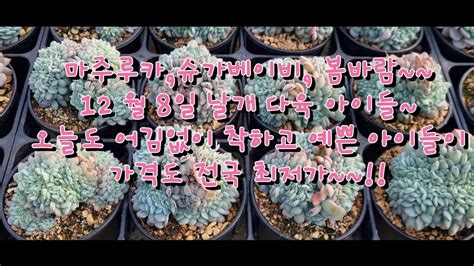 마주루카슈가베이비봄바람 ~~12 월8일 날개다육 아이들~오늘도 어김없이 착하고 예쁜 아이들이 가격도 전국 최저가