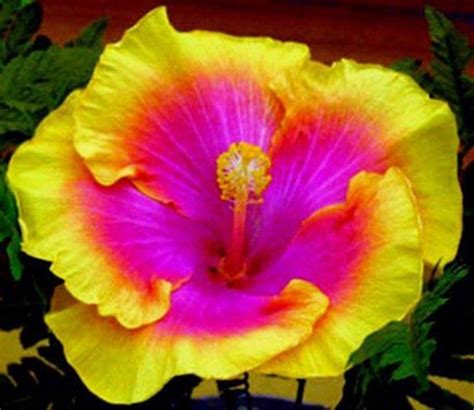 Flower Reference Photos