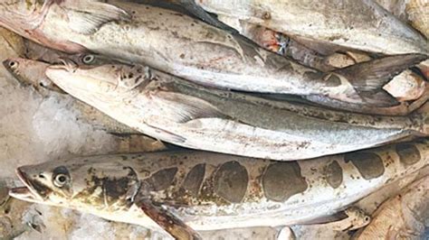 New Species Of Cobia Fish Found Off Gwadar Coast