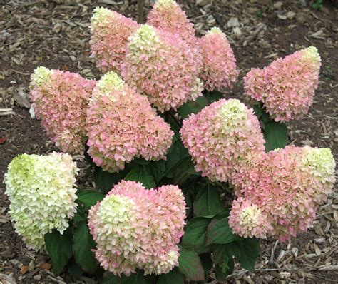 Hydrangea Paniculata Cultivars M R Trees And Shrubs Online