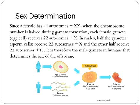 PPT Blueprint Of Life Topic 12 Sex Linked Genes PowerPoint Presentation ID 1930712