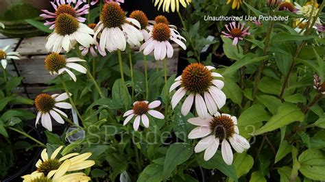 Plantfiles Pictures Echinacea Dwarf Coneflower Rosita Echinacea