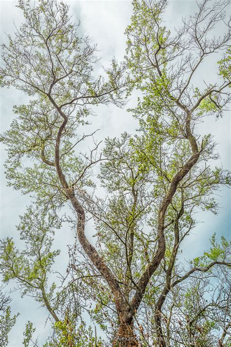 Cercocarpus Betuloides Alexander S Kunz Photography