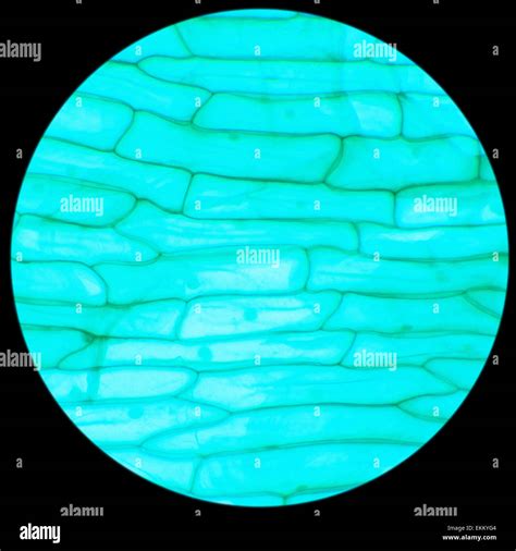 Rhode Flagellate Protozoa Under A Microscope Allium Scale Euglena W M