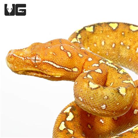 Red Tree Python