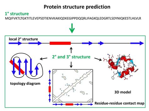 Ppt New Approaches To Protein Structure Prediction And Design Powerpoint Presentation Id 1846706