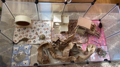 New Playpen Free Roam Area For The Girls R Gerbil