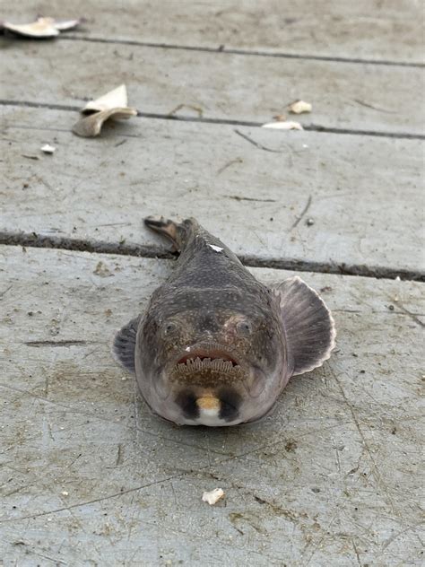 Can Someone Help Me Identify This Fish Caught Off Cape Cod Rfish