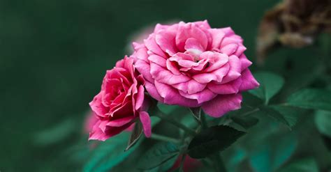 계절 기념일 꽃 꽃꽂이 꽃이 피는 꽃잎 나뭇잎 낭만적인 녹색 다채로운 로맨스 로사 발렌타인 배경 배경 흐림 보케 봄 부드러운 조명 분홍색