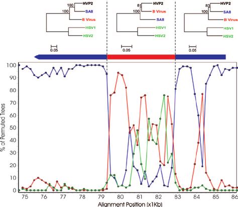 Putative Recombination Event In The Ul36 Gene Simplot Analysis Is