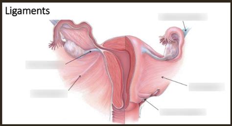 Lab 42 Diagram Female Ligaments 1 Diagram Quizlet