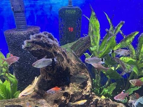 Algae Plants Algae And Fertilizers C A R E