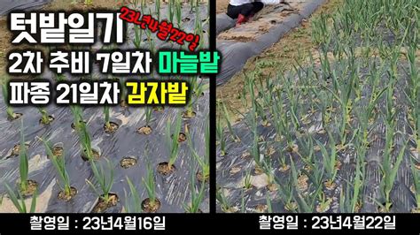 주말농장 텃밭일기 2차 추비 준 마늘밭의 변화 감자 파종 3주차 싹이 올라오다 냉해 예방치료법 Youtube
