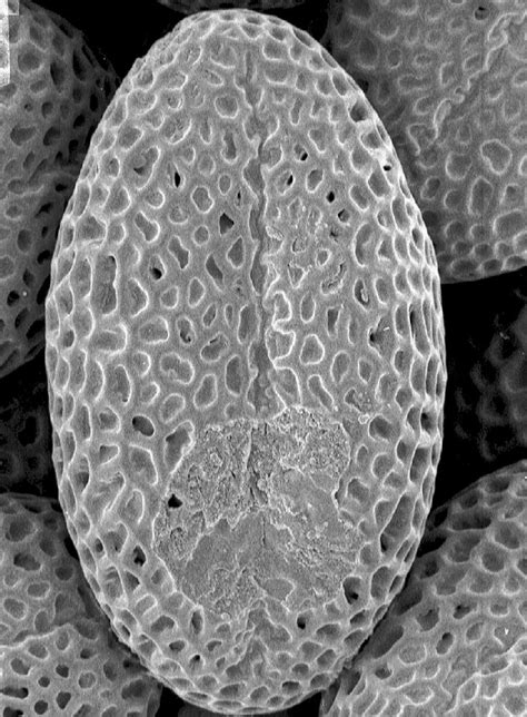 Brassica Campestris Brassicaceae Image 9768 At