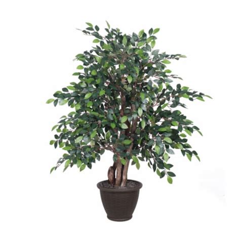 4 Mini Ficus Extra Full In Plastic 1 Kroger