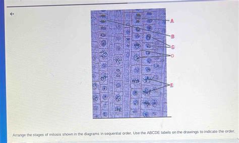 Solved X Arrange The Stages Of Mitosis Shown In The Diagrams In
