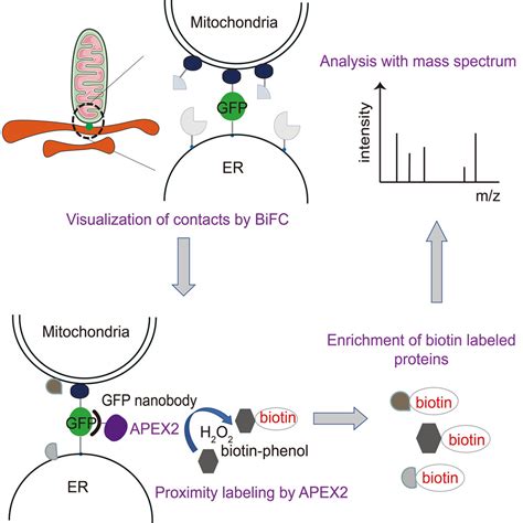 A Proximity Labeling Strategy Enables Proteomic Analysis Of Inter Organelle Membrane Contacts