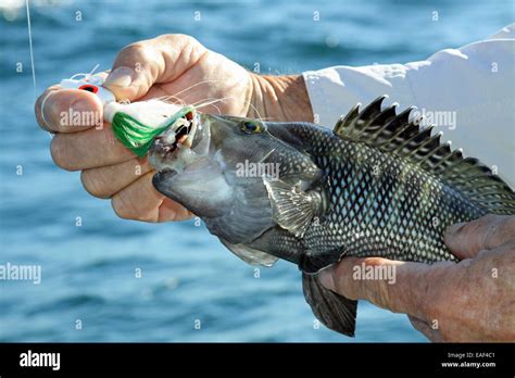 Black Sea Bass