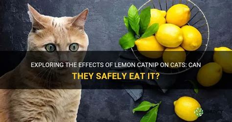 Exploring The Effects Of Lemon Catnip On Cats Can They Safely Eat It Shuncy