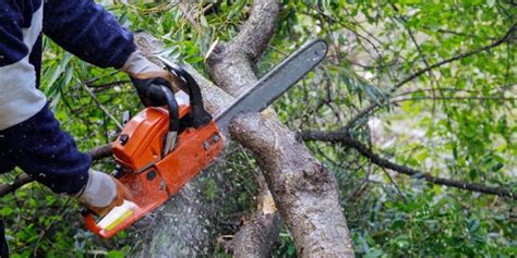 Tree Trimming Vs Tree Pruning Whats The Key Difference House Doumi