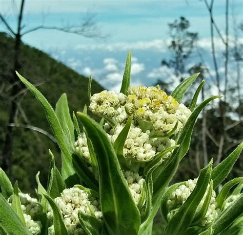 16 Foto Bunga Edelweis Di Gunung Gambar Bunga Indah