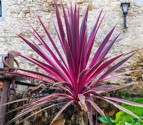 Cordyline Electric Pink™ Hello Hello Plants