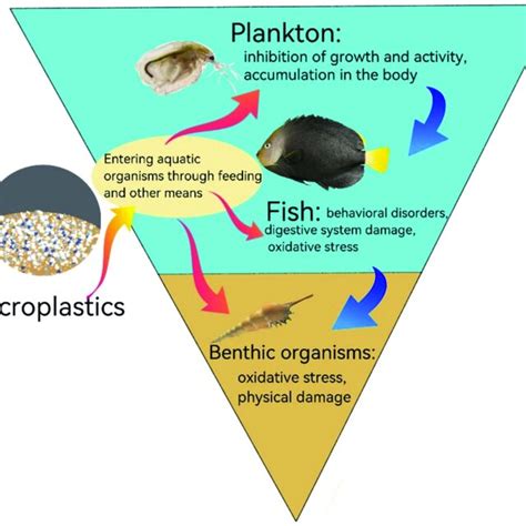 Diagram Of The Biological Effects Of Mps In The Aquatic Environment Download Scientific Diagram