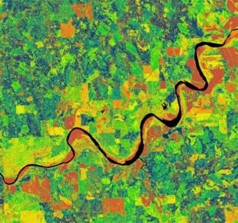 Spaceborne Satellites Can Help With More Accurate Forest Monitoring